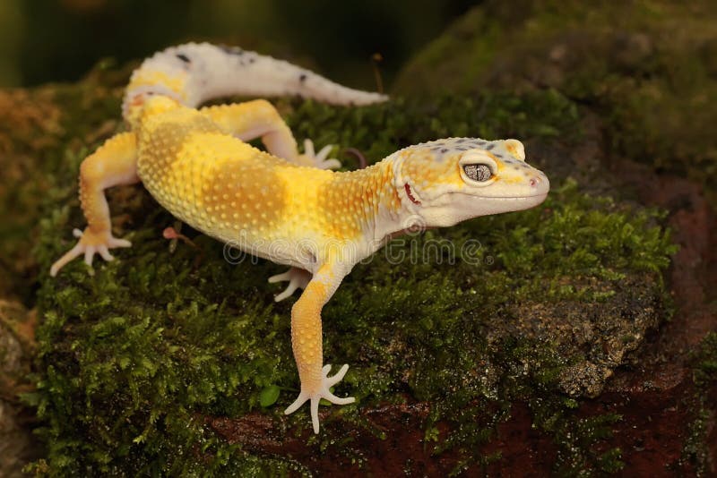 A Leopard Gecko is Posing in a Distinctive Style. Stock Image - Image ...