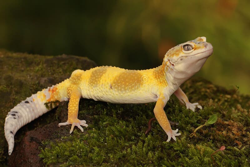 A Leopard Gecko is Posing in a Distinctive Style. Stock Image - Image ...