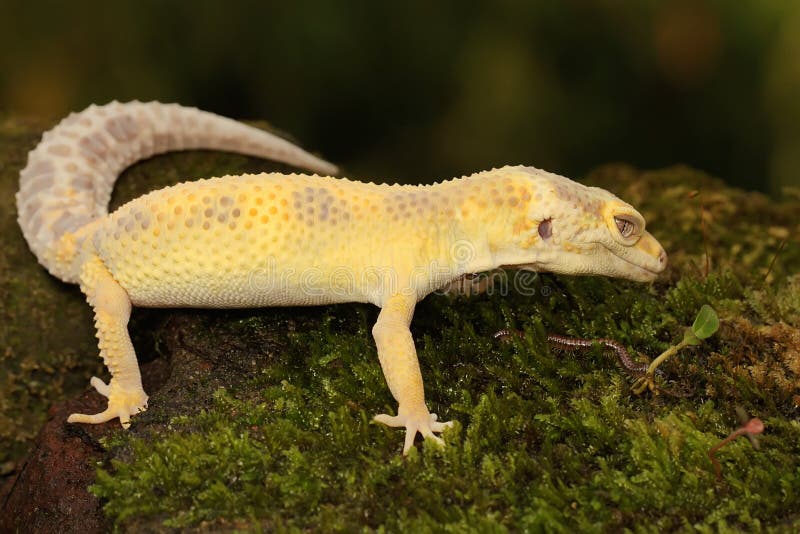 A Leopard Gecko is Posing in a Distinctive Style. Stock Image - Image ...