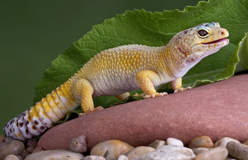 Leopard gecko on rock stock image. Image of creature - 14422671