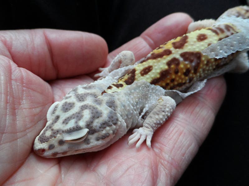 Leopard Gecko Shedding stock photo. Image of unusual - 76508004