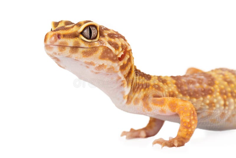 Leopard Gecko Side View Cropped Stock Image - Image of side, white ...