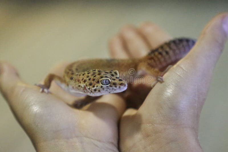 Gecko Hand stock photo. Image of bokeh, development, gekko - 45071438