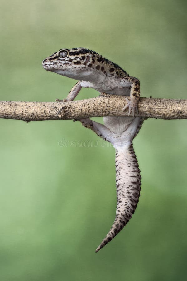 Leopard Gecko Standing in the Branch Stock Photo - Image of reptile ...