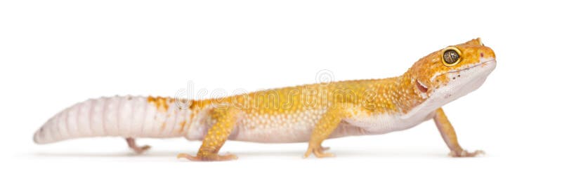 Leopard Gecko Standing, Isolated Stock Photo - Image of vertebrate ...