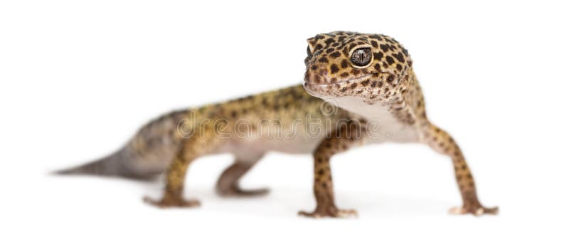Leopard Gecko Standing, Looking at the Camera Stock Photo - Image of ...