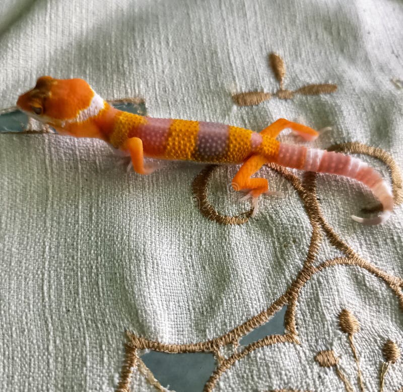 Leopard gecko on the table stock photo. Image of gecko - 254894578