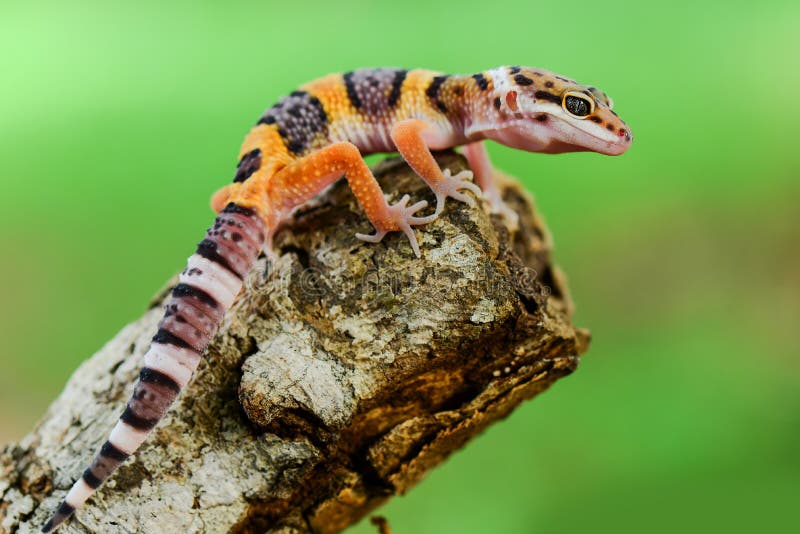 Leopard Gecko on Twigs Intropical Garden Stock Image - Image of animal ...