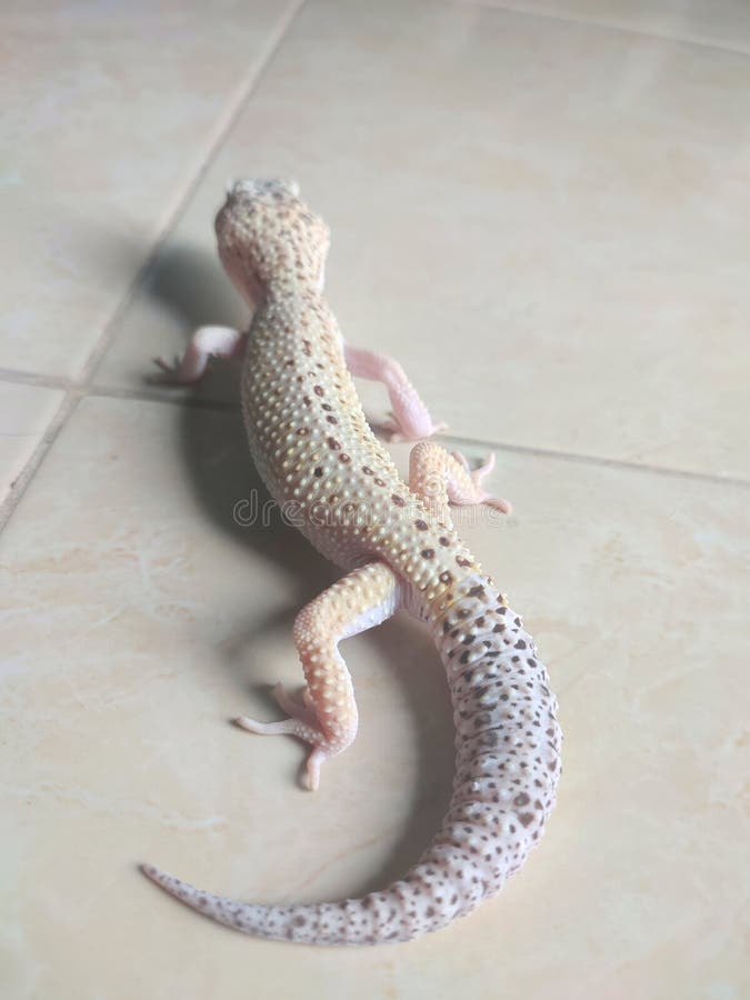 Leopard Gecko with a Unique Body Pattern on a Cream Colored Floor Stock ...