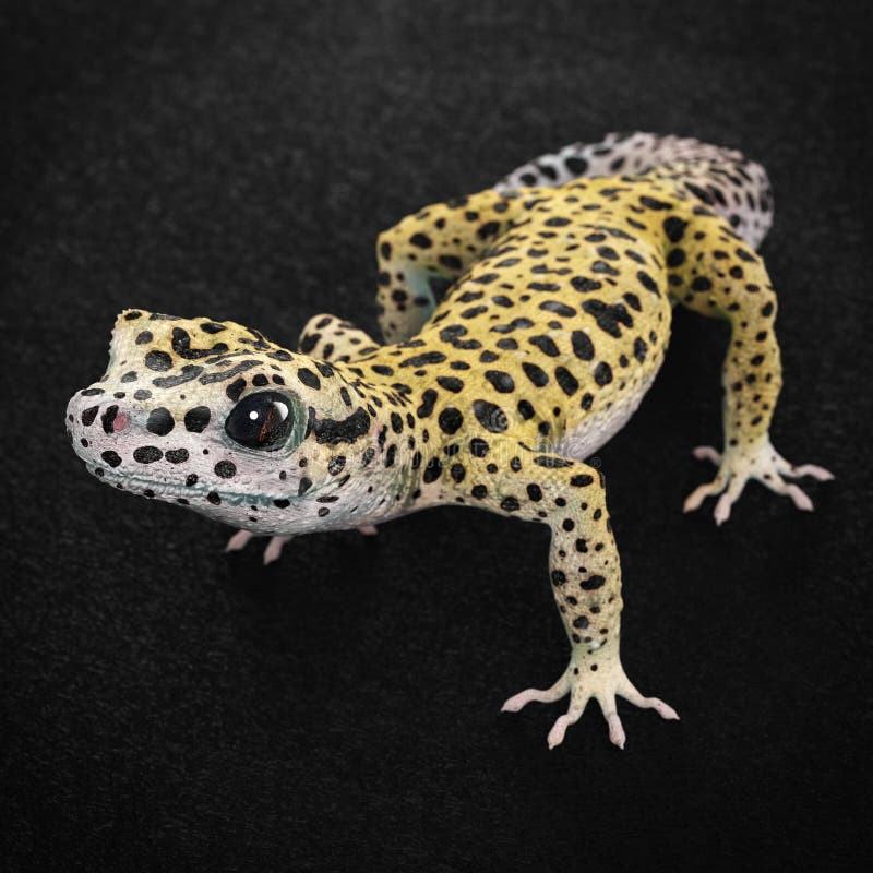 Leopard Gecko (Eublepharis Macularius) Stock Illustration ...