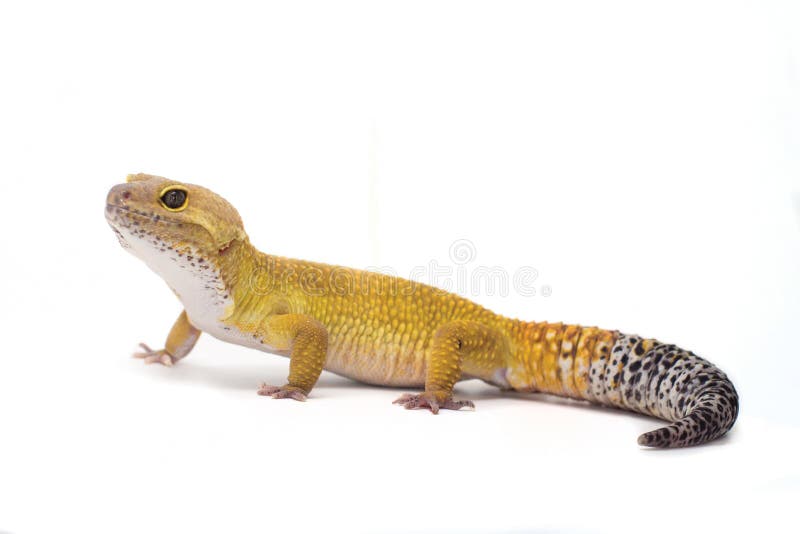 Leopard Gecko On White Background Stock Image - Image of female, hypo ...