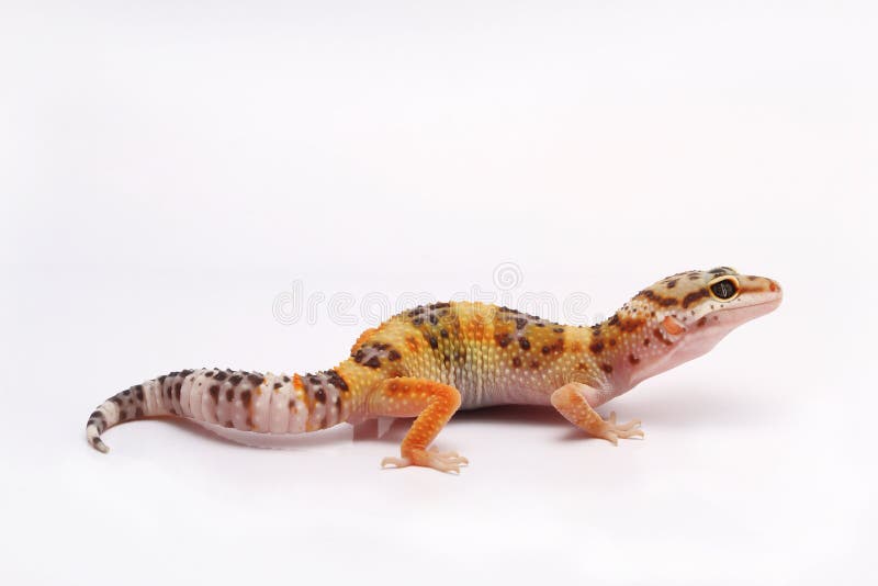 Leopard Gecko on White Background Stock Image - Image of cropped ...