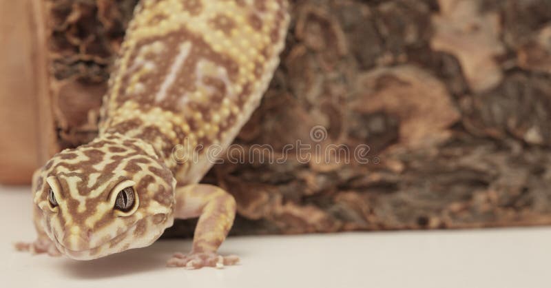 Leopard Gecko on a Wood Log Stock Photo - Image of gecko, lizard: 10034848