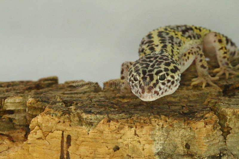 Leopard Gecko Climbing Photos - Free & Royalty-Free Stock Photos from ...