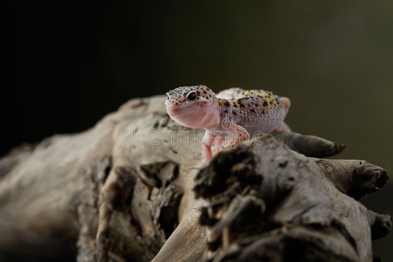 Leopard Geckos Together on Branch Stock Photo - Image of reptile ...