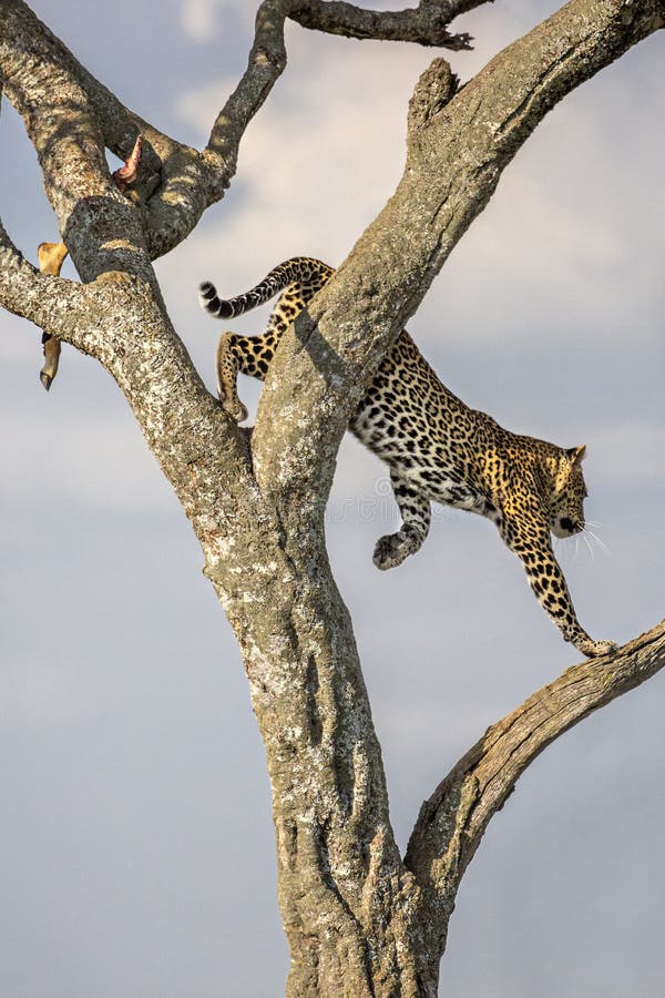 Leopard Moving Down the Tree in Samburu, Kenya Stock Photo - Image of ...