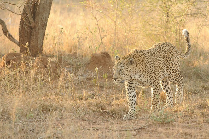 Leopard in grassland stock photo. Image of close, mammal - 8532126
