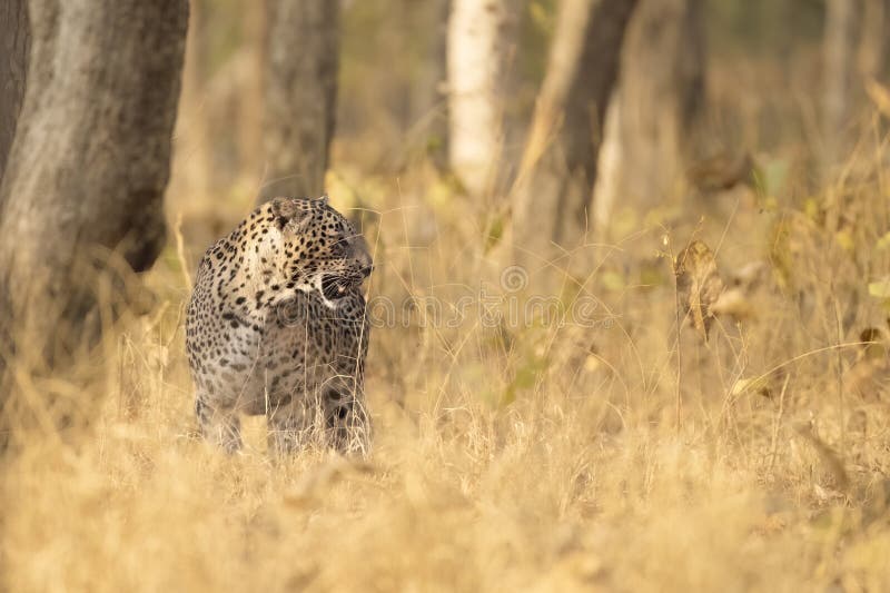 Leopard in Grassland of Pench National Park Stock Image - Image of soft ...