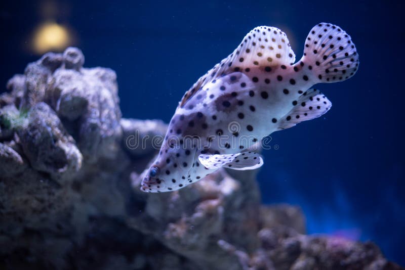 Leopard Grouper in Aquarium Close-up Stock Image - Image of healthy ...