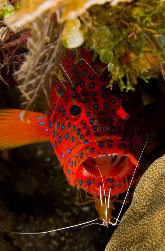 Leopard Grouper with Cleaner Shrimp Stock Image - Image of marine ...