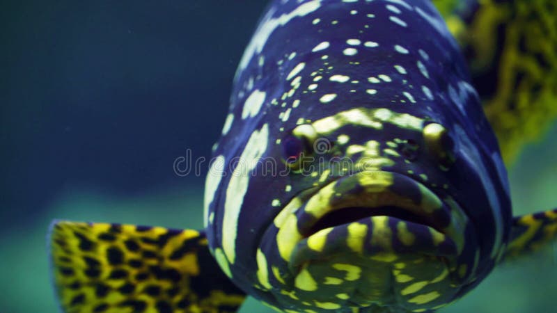 Leopard Grouper Fish Close Up Stock Video - Video of coral, beautiful ...
