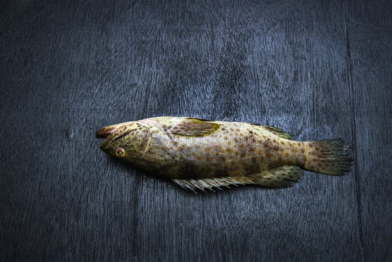 Leopard Grouper fish stock photo. Image of background - 124416994
