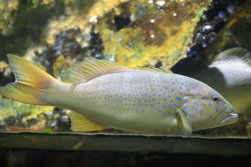 Leopard grouper stock photo. Image of trade, size, length - 56036278