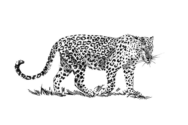 Leopard Hand Drawn Illustrations Stock Illustration - Illustration of ...
