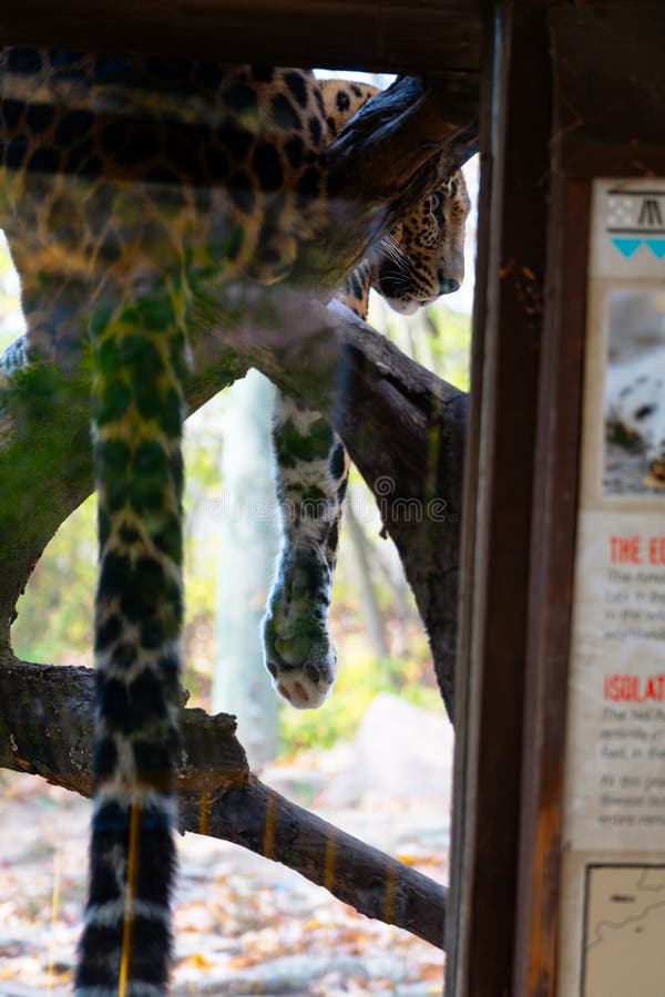 Leopard Hanging and Resting in a Tree Stock Photo - Image of fabric ...