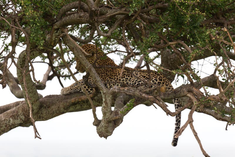 A Leopard Has Settled Comfortably between the Branches of a Tree To ...