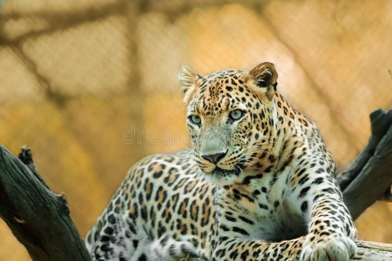 Leopard Having Rest on a Tree Stock Photo - Image of hunter, teeth ...