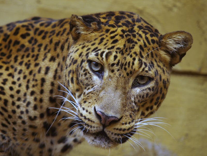 Leopard stock image. Image of beast, leopard, pard, animal - 87317397
