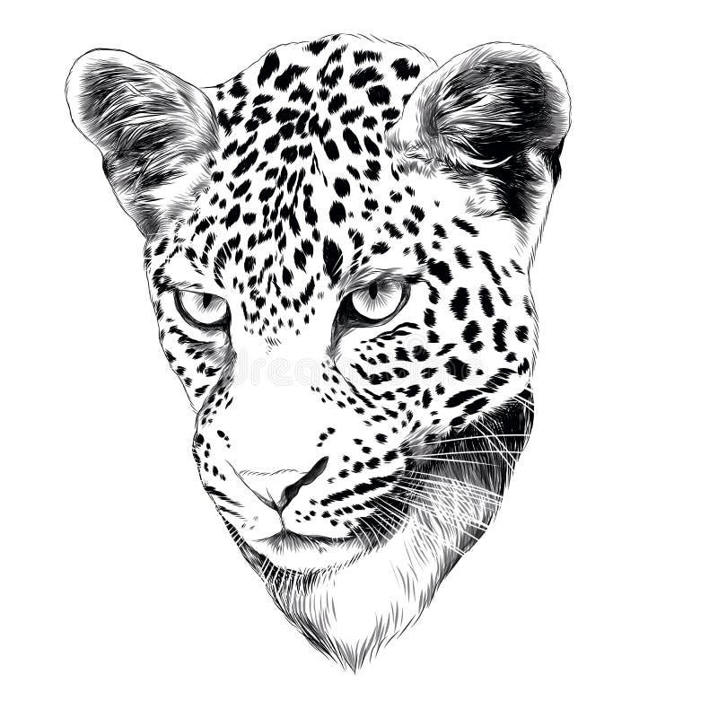 Leopard Head Sketch, Vector Stock Vector - Illustration of nature ...