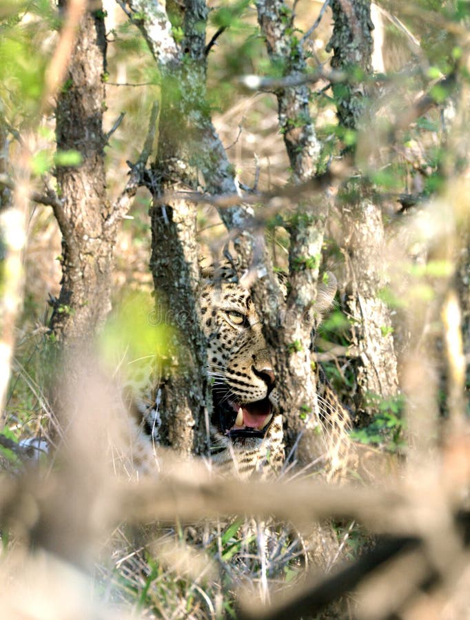 Leopard Hidden Behind Trees Stock Photos - Free & Royalty-Free Stock ...