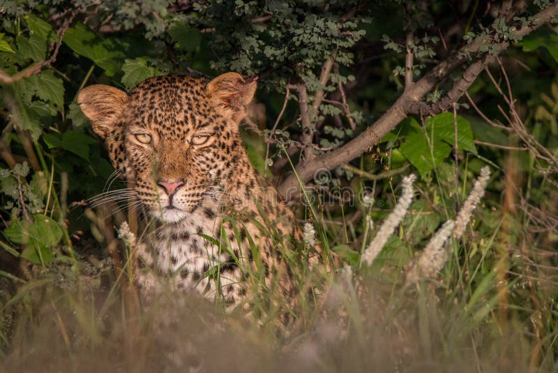 Leopard Hiding in the Bushes in the Kalahari. Stock Photo - Image of ...