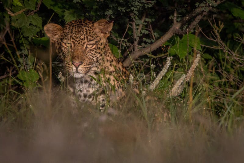 Leopard Hiding in the Bushes in the Kalahari. Stock Image - Image of ...