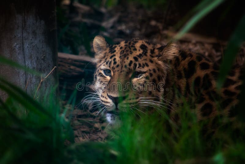 Leopard Hiding In The Bushes. Stock Photo - Image of bushes, africa ...
