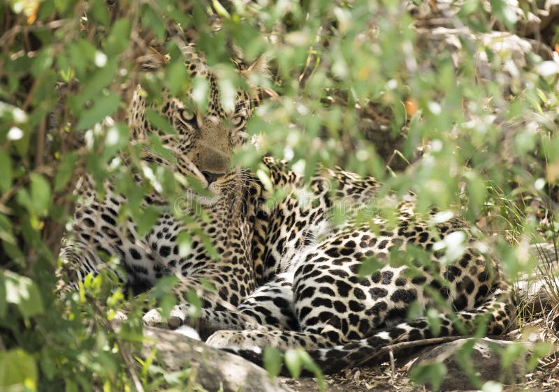 Leopard Hiding On Tree Branch In Spotlight, Kruger National Park, South ...