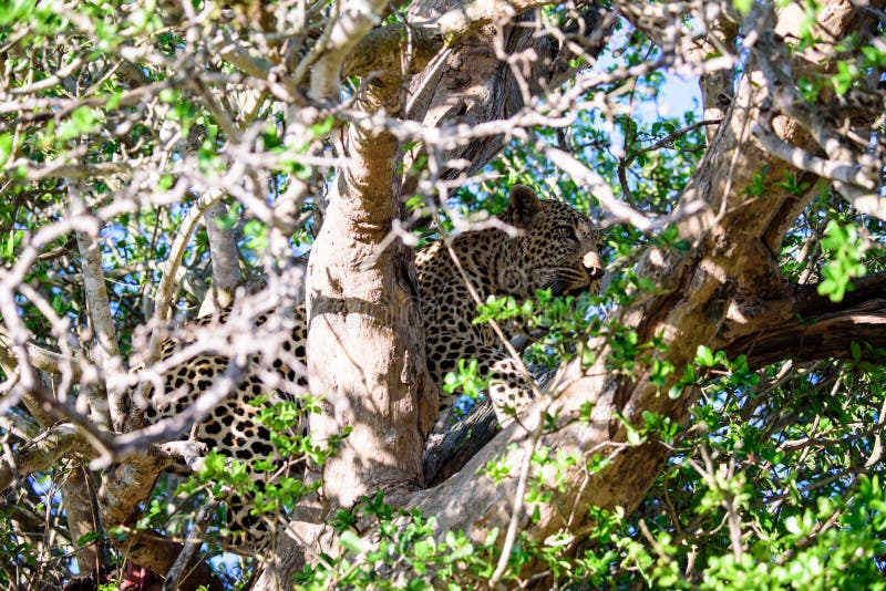 Leopard hiding in a tree stock photo. Image of tree, secret - 666812