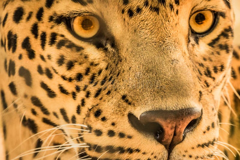 Leopard stock image. Image of africa, wildlifephotography - 93485781