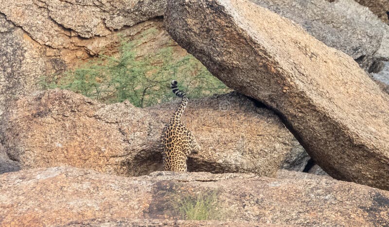 Leopard on hills stock photo. Image of aravali, coast - 278634946
