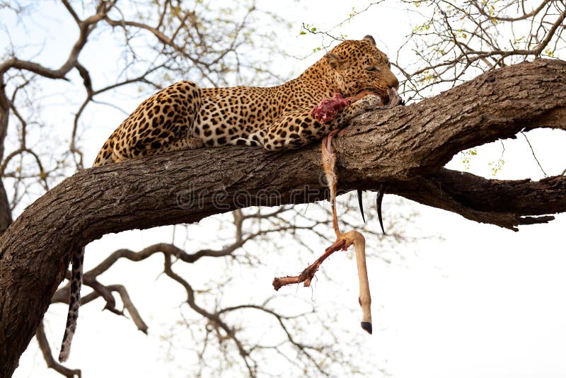 Leopard stock photo. Image of hair, predator, pardus - 68544954
