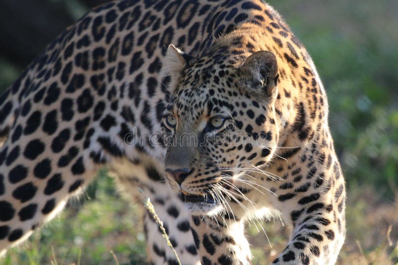 Leopard Hunting stock photo. Image of safari, stalking - 83437128