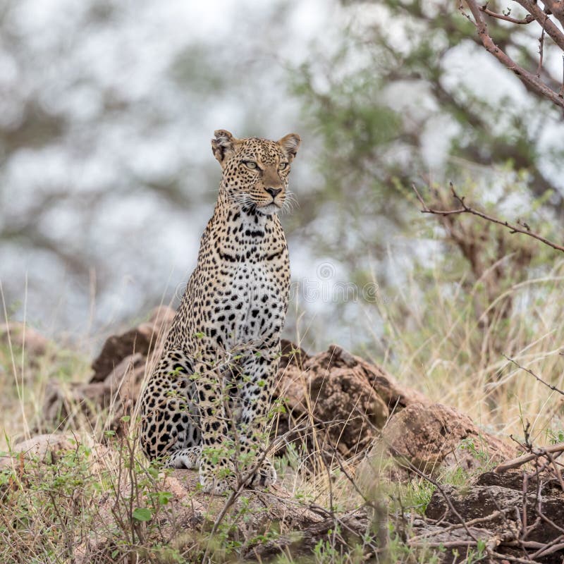 Leopard during Hunting in Masai Mara, Kenya Stock Image - Image of ...
