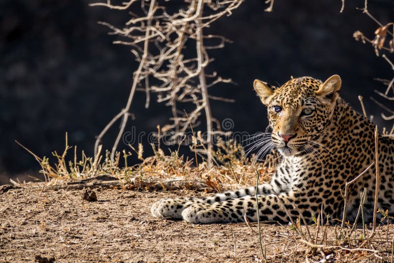 Leopard with Injured Eye Looking at the Camera Stock Photo - Image of ...