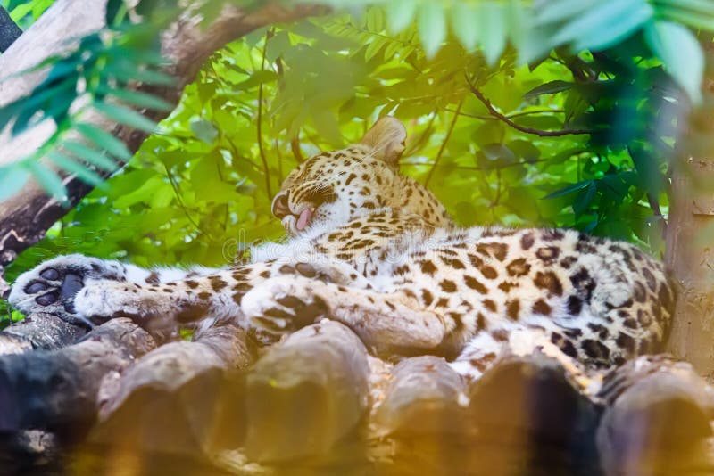 Leopard Inside of Cage. Leopard Living in a Zoo Stock Image - Image of ...
