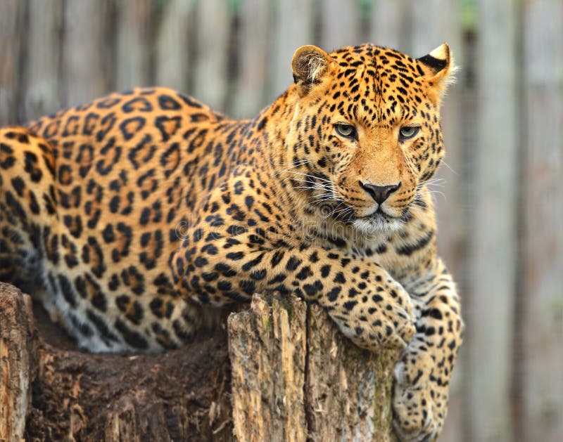 Leopard stock image. Image of leopard, habitat, wildlife - 30584135