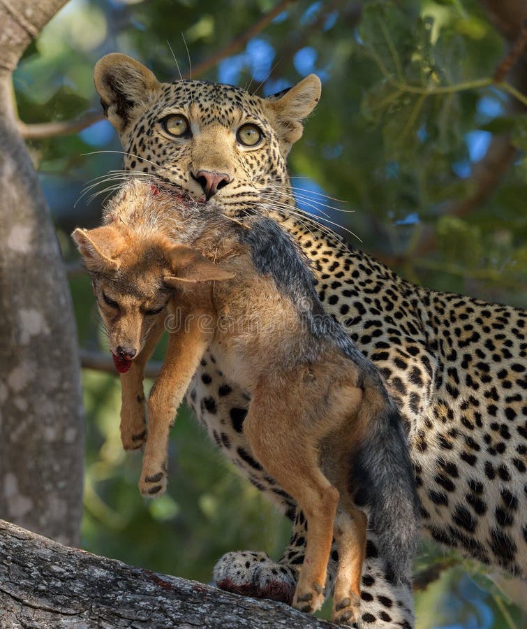 Leopard with Its Prey in the African Savannah Stock Image - Image of ...