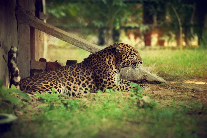 Leopard or Jaguar stock photo. Image of hunter, feline - 35584218