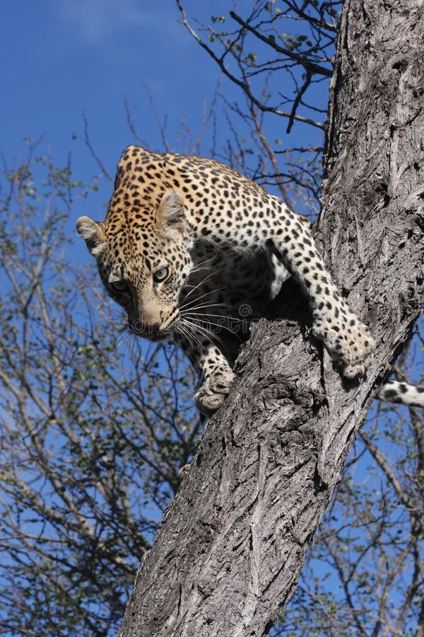 Leopard Jumping Out Tree Stock Photos - Free & Royalty-Free Stock ...
